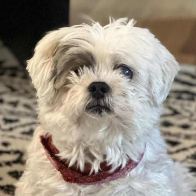 Chamber Staff - Greater Wausau Chamber of Commerce